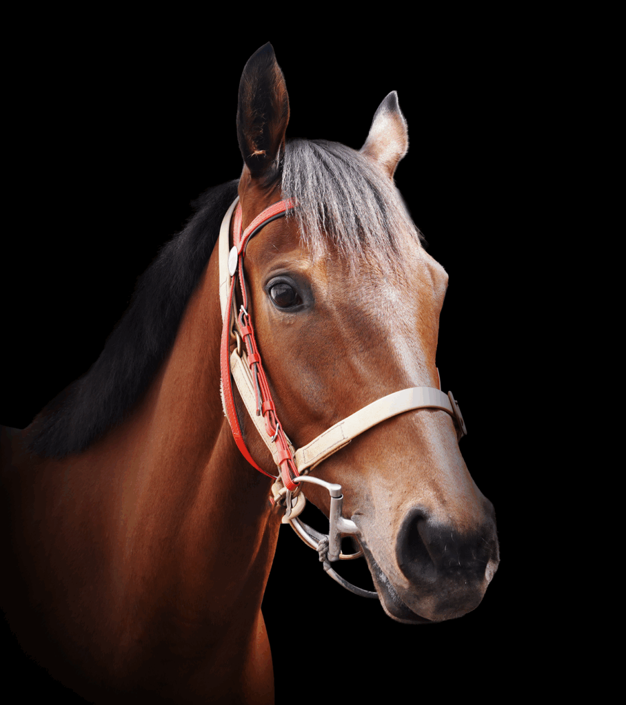 BEAUTY GENERATION - SARGA.CO