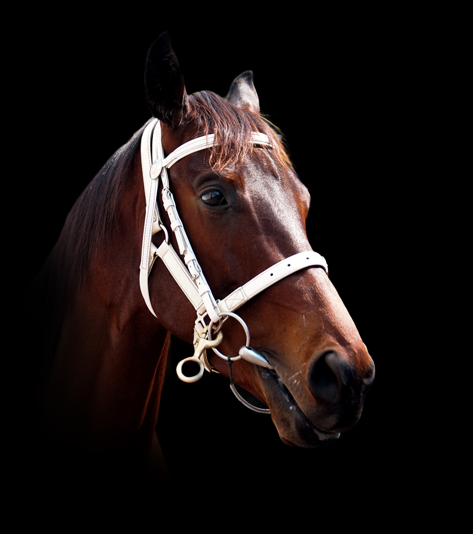 FOX RANGER - SARGA.CO