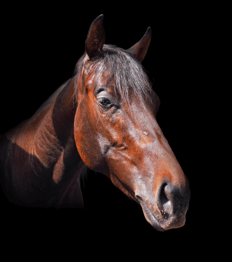 RAJA ASMARA - SARGA.CO